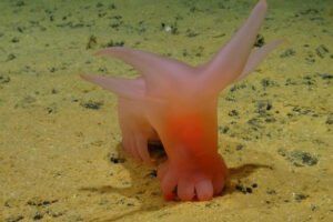 Porco-do-mar ‘Barbie’ e esponjas que podem viver 15 mil anos: conheça ...