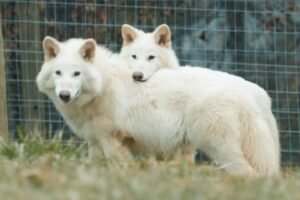 Cientista da Colossal Biosciences admite que espécie de lobo extinta não foi ‘revivida’ - Planeta